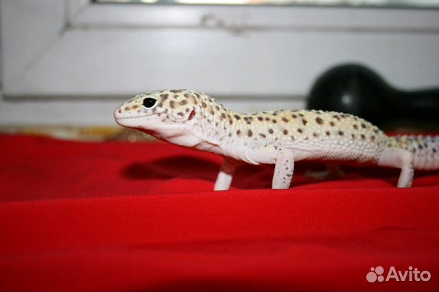 Эублефар пятнистый