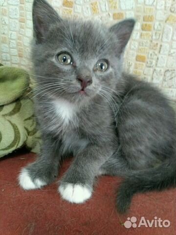 Пушистые антидепрессанты