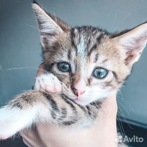 Отдаю котенка,мальчик 1.5 мес