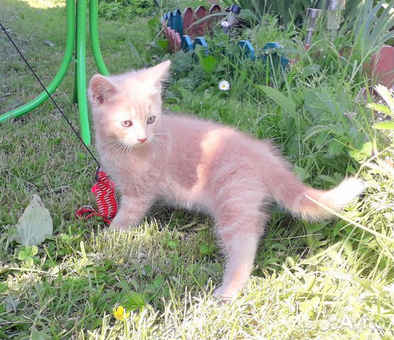 Зовут Персик, мама крысолов