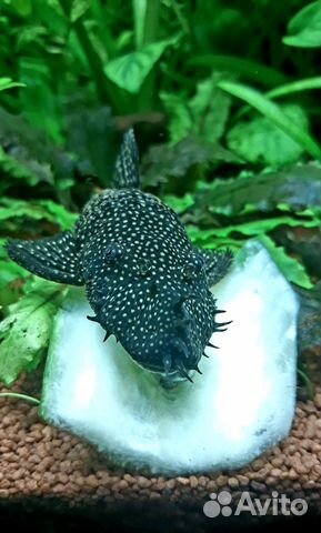 Анциструс детки