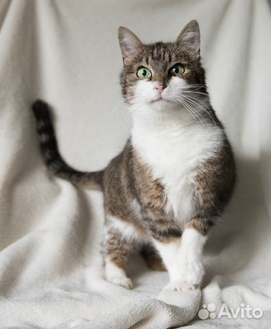 В хорошие руки отдаётся чудесная кошка