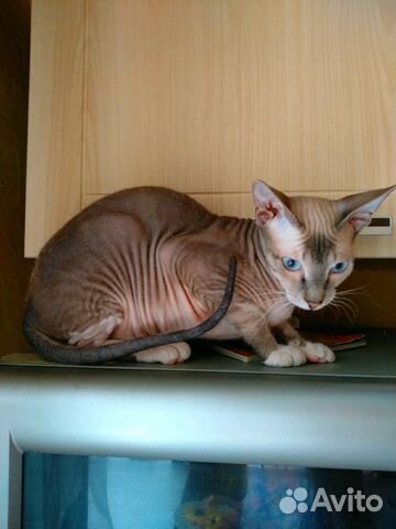 Продам сфинксов