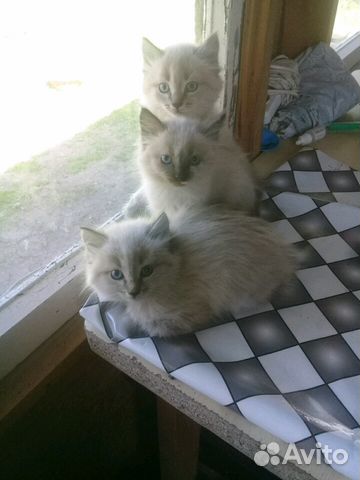 Котята пародистые