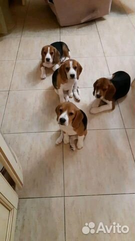 Щенки Бигль