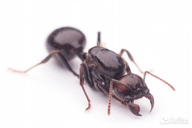 Красноголовые муравьи жнецы (Messor barbarus)