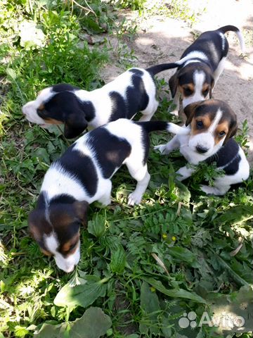 Щенки эстонской гончей