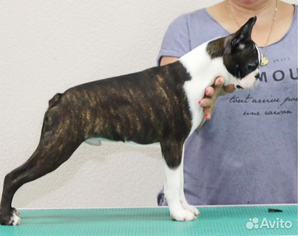 Мальчик бостон-терьера