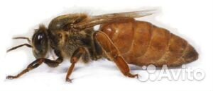 Пчелиные матки Бакфаст
