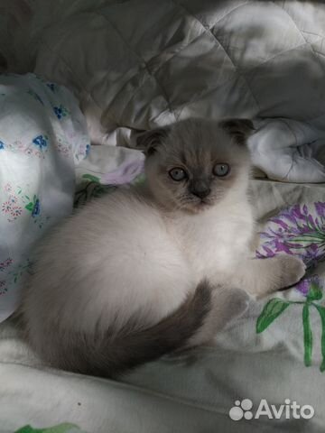 Шотландские котята, Блю поинт