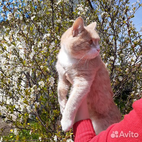 Нежный котик Персик