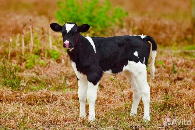 Продам телку