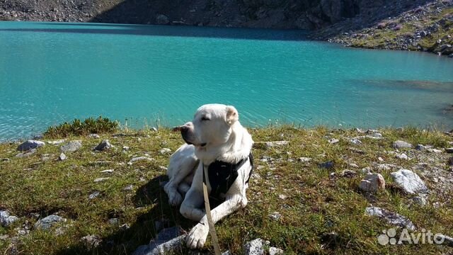 Вязка Алабай