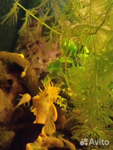 Сомики мальки анциструса альбиносы