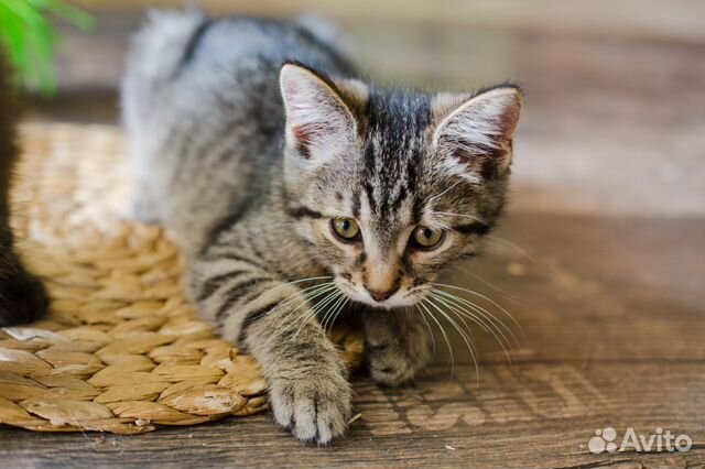 Юные саблезубые тигрята - котята