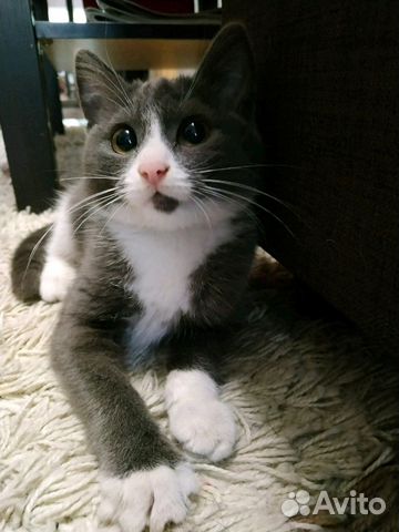 Котёнок Мура