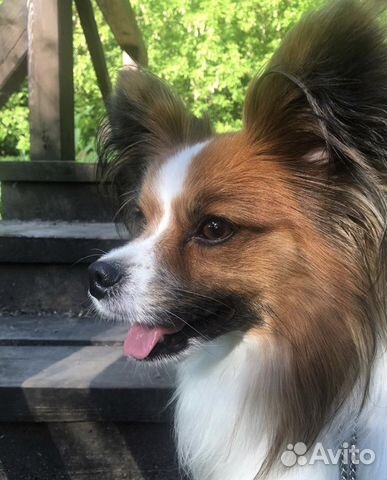 Приглашение на вязку