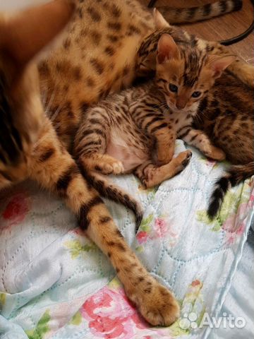 Бенгальские котята