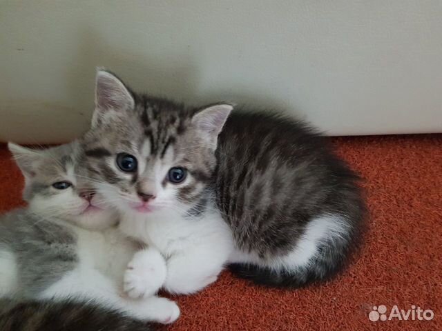 Отдам котят шотландцы