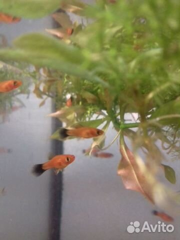 Меченосцы берлинские