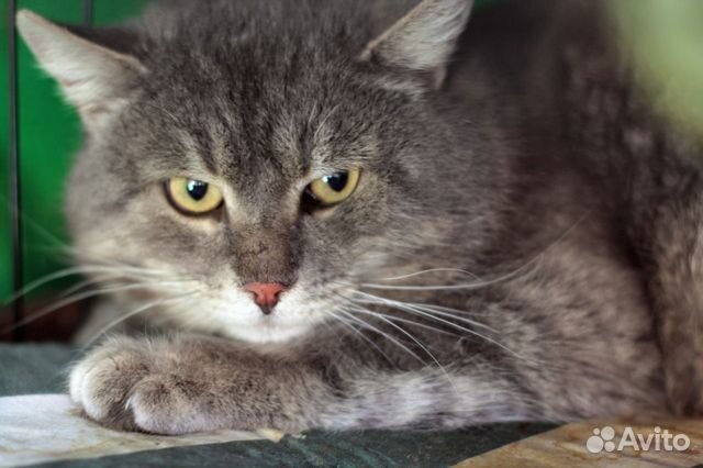 Бенедикт - грустный приютский кот