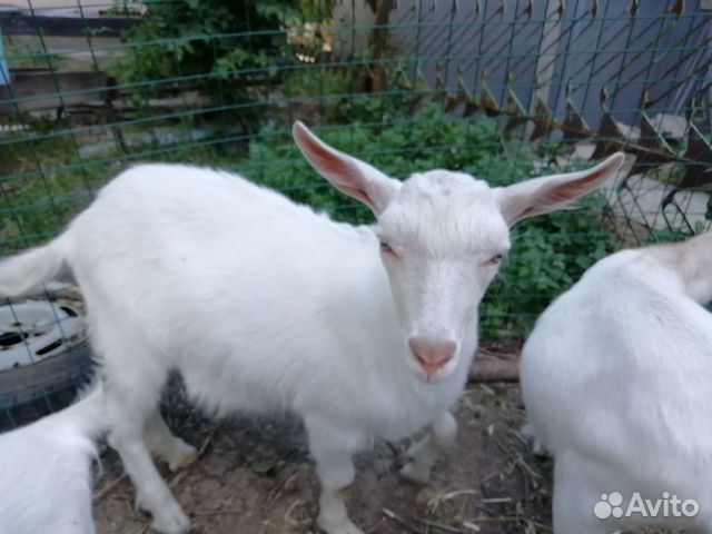 Козёл (выкормленный молоком козлёнок) на племя