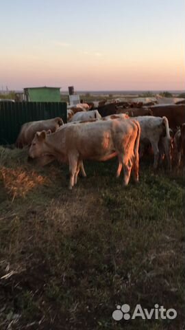 Стадо коровы бычки телки