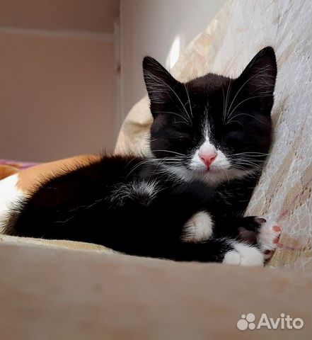 Котёнок, девочка