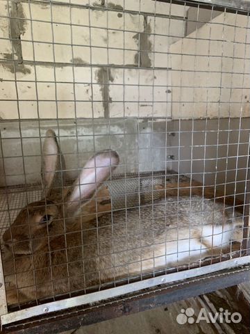 Кролик самка 6 мес