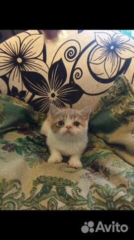 Продается котенок-девочка 1,5 мес
