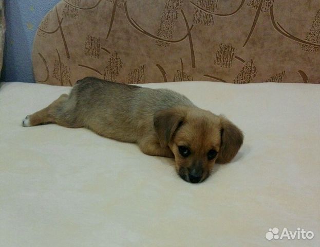 Щенок