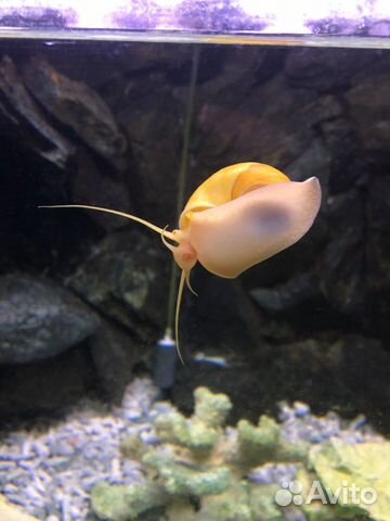 Улитки Ампулярии, молодь