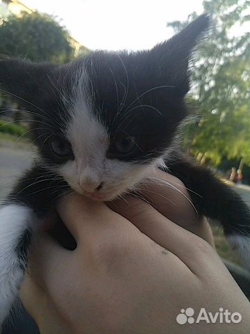 Котенок в добрые руки