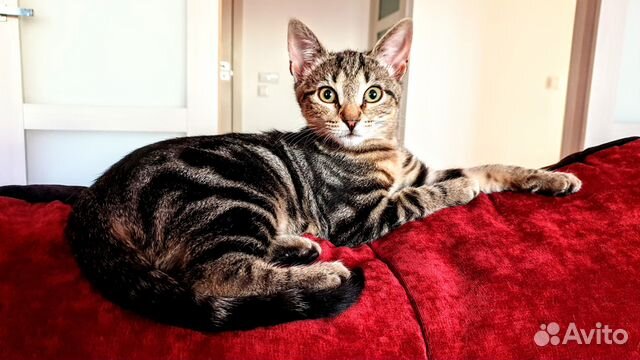 Котёнок Гоша объявляет конкурс на любящих хозяев