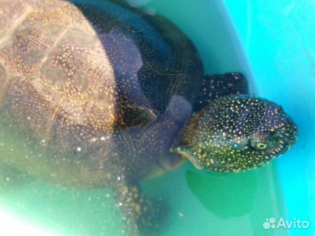 Болотная черепаха