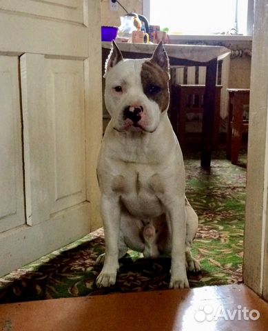 Амстафф вязка