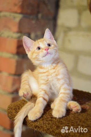 Солнечный котенок
