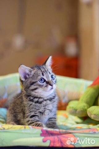 Маленькие тигрята