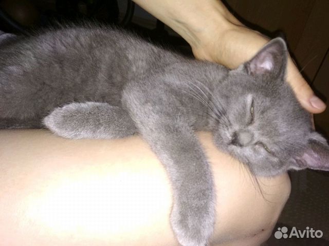 Котенок в добрые руки