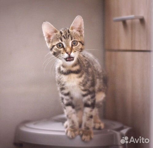 Котенок в добрые руки