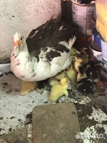 Индоутки, утята, утки