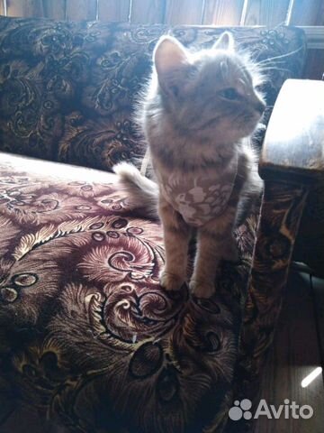 Лапушка- кошечка. Ласковый комочек тепла:)