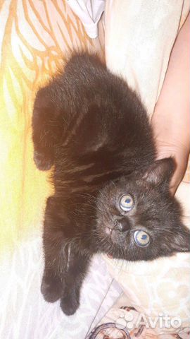 Катенок шотландский