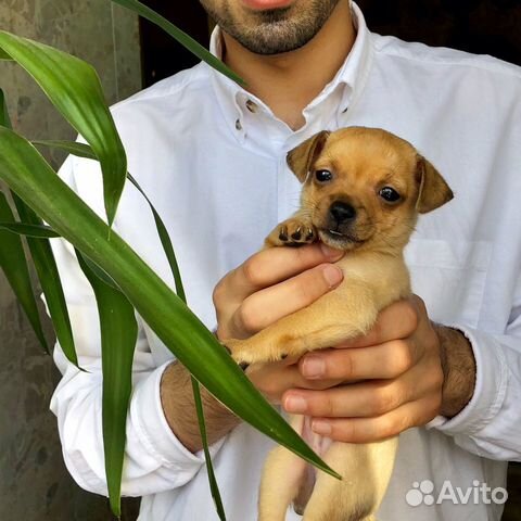 Продаётся Той-терьерчик