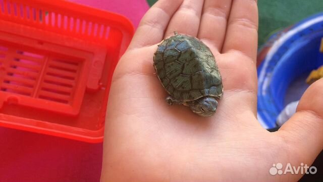 Отдам черепашку