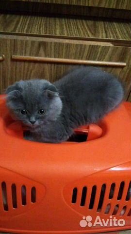 Котёнок вислоухий