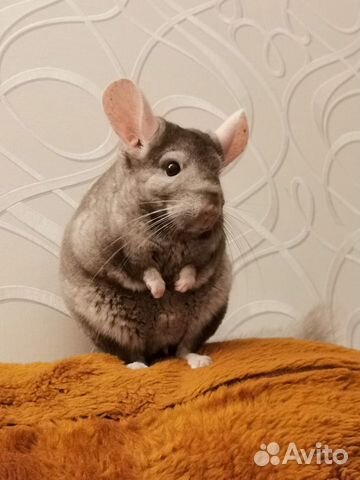 Шиншилла