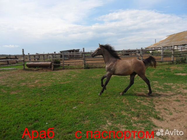 Продажа лошадей