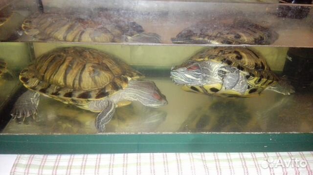 Отдам черепашек в добрые руки
