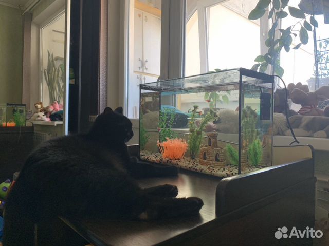 Продам аквариум с рыбками и всеми аксессуарами